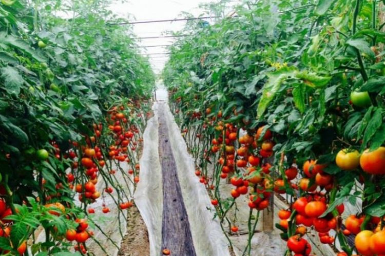 Domatja, tregu i munguar i lë duarbosh fermerët - AgroWeb