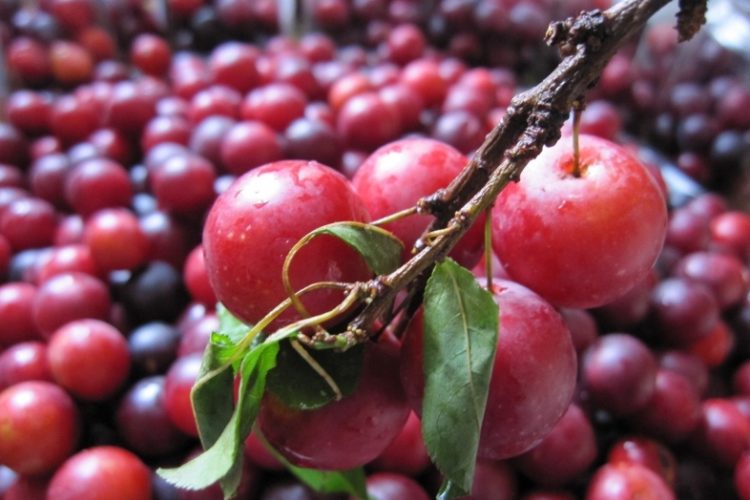 Fruta Shqiptare edhe në Vendet e Vodkës - AgroWeb