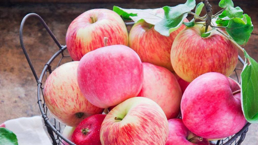 Trupi & Shëndeti - AgroWeb