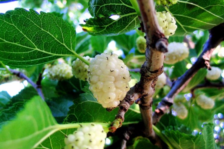 Mani - Pema me frutet tradicionale shqiptare - AgroWeb