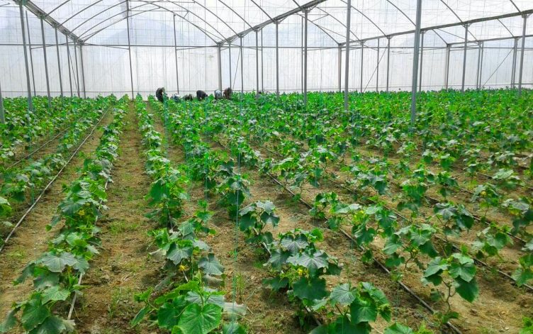 90 ton tranguj të cilësisë së parë nga AgroCon drejt tregut Evropian ...