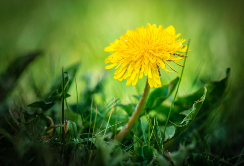 LuleRradhiqja e Vërtetë Mesdhetare e Shqipërisë - AgroWeb