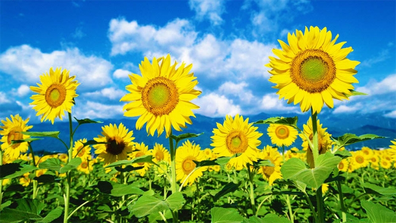 Lulediellat e Praruara të Shqipërisë - AgroWeb