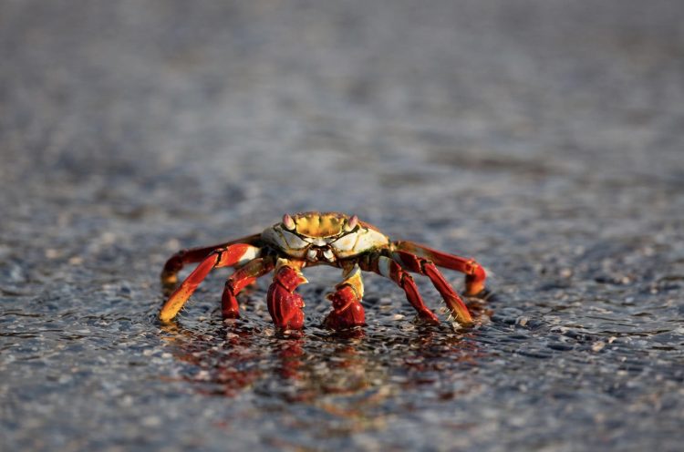 Gaforret shqiptare që nuk e arrijnë tregun - AgroWeb