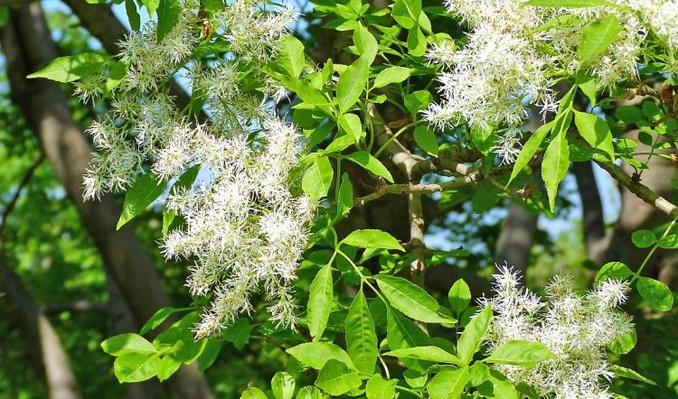 Vlerat e Rralla të Frashërit Shqiptar - AgroWeb