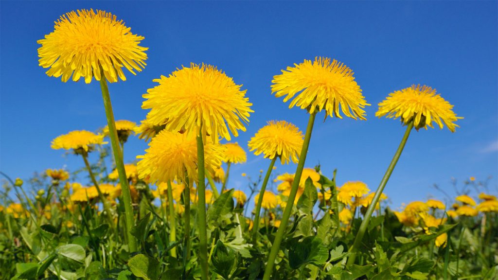 Gjithë të Mirat e Lulerradhiqes - Si ta Përdorni për Shëndetin - AgroWeb