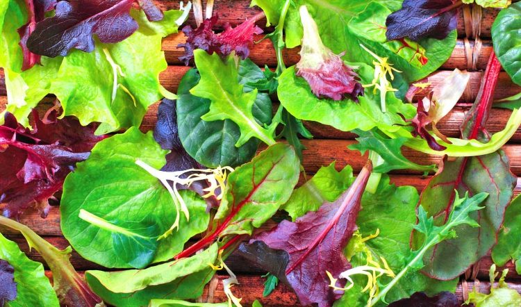 Lakërishtet e Egra - Të Gjelbrat Shqiptare Plot Shëndet - AgroWeb