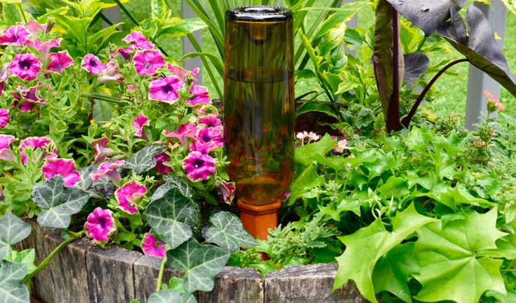 Metoda Praktike e Ujitjes së Bimëve Gjatë Verës - AgroWeb