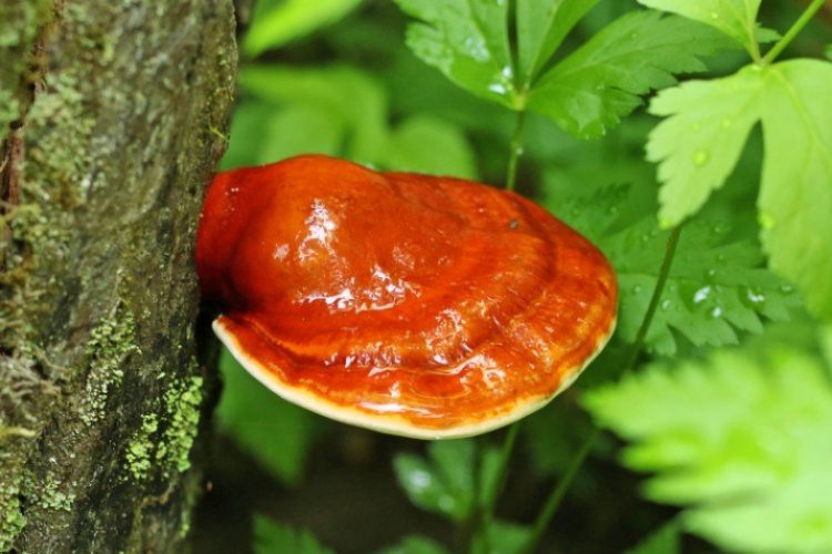 Pukë - Zbulohet Kërpudha e Rrallë e Përjetësisë - AgroWeb