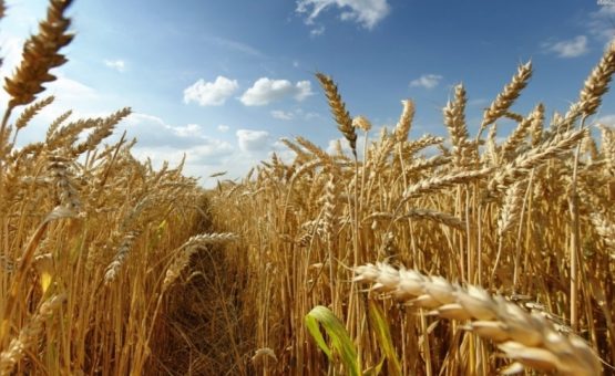 Faqja Kryesore - AgroWeb