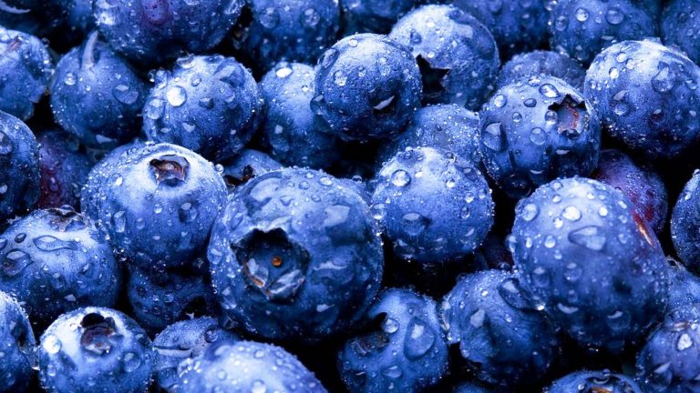 Boronicat e Kuqe të Shqipërisë - Vetitë Unike të Antibiotikut Natyral ...