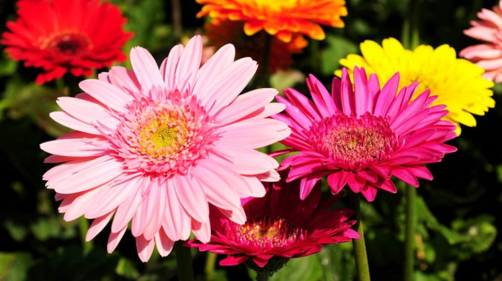 Në Natyrë - AgroWeb