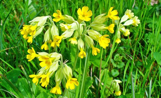 BIME MEDICINALE - AgroWeb