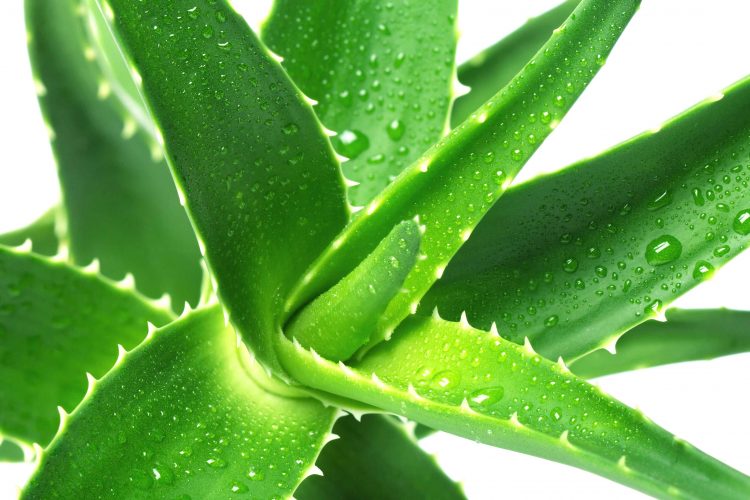 Metodat e Lehta në Shtëpi për të Trajtuar Zbokthin - AgroWeb