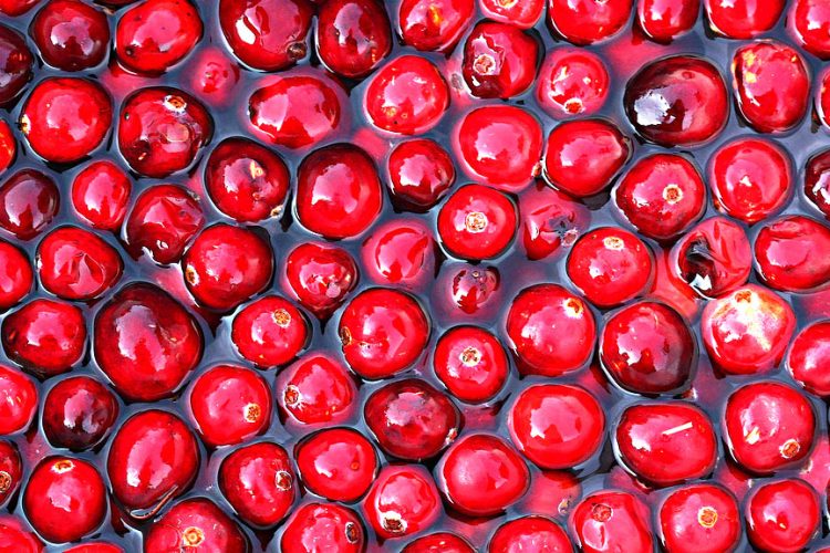 Boronicat e Kuqe të Shqipërisë - Vetitë Unike të Antibiotikut Natyral ...