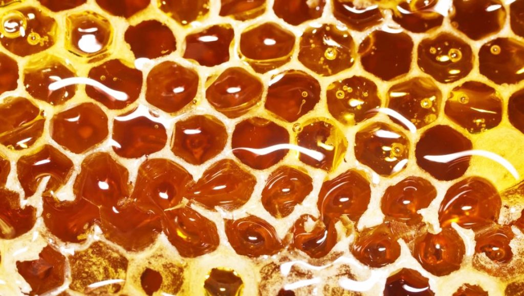 Dylli i Bletës me Vlera të Rralla Kurative - AgroWeb