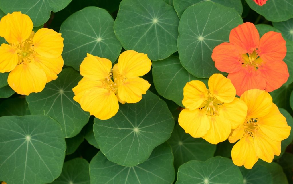 Mbjellje & Bimë - AgroWeb