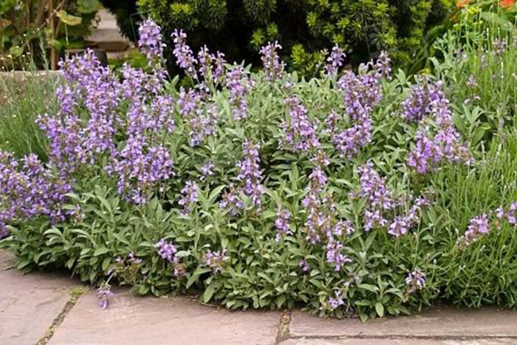 sherebela shqiptare - AgroWeb