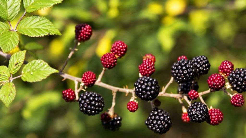 Gjethet e Manaferrave - Si t'i Përdorni për Zemër dhe Kocka të Forta ...