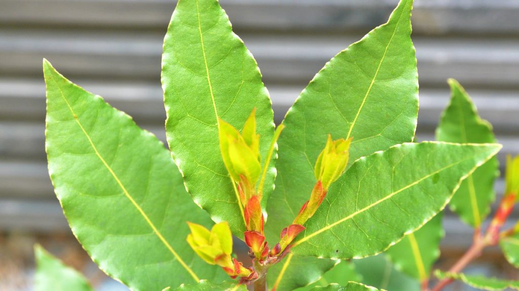 Gjethet e Dafinës - Kurat Natyrale Kundër Refluksit dhe Gripit - AgroWeb