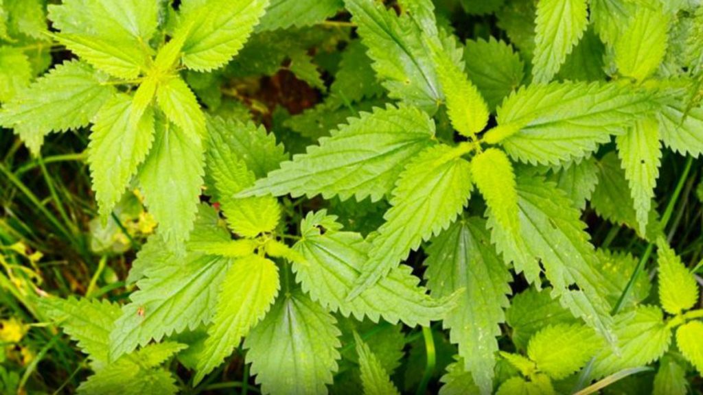 Si Të Mbillni Hithra në Shtëpi në Disa Metoda - AgroWeb