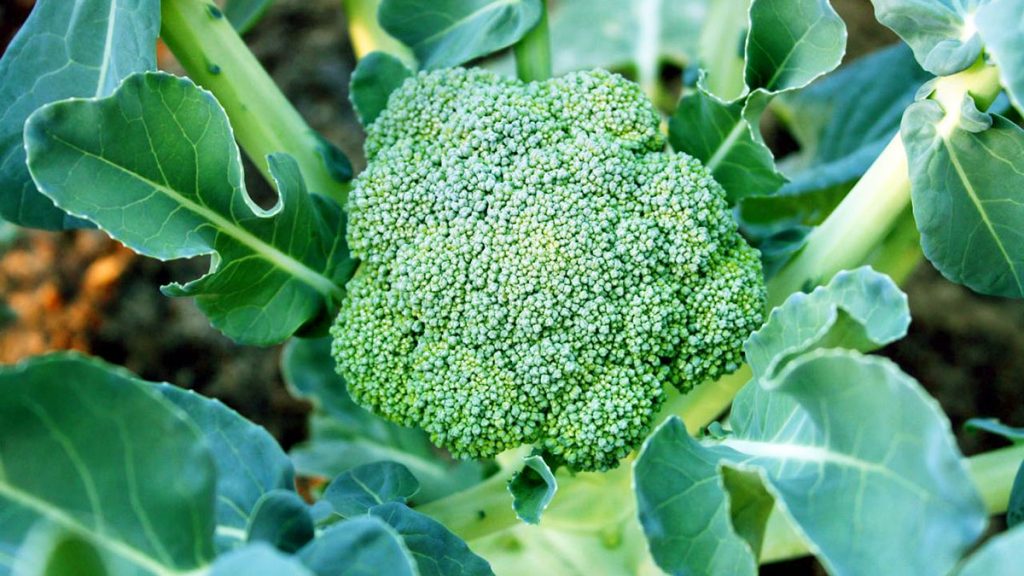 Ushqime të shëndetshme - AgroWeb