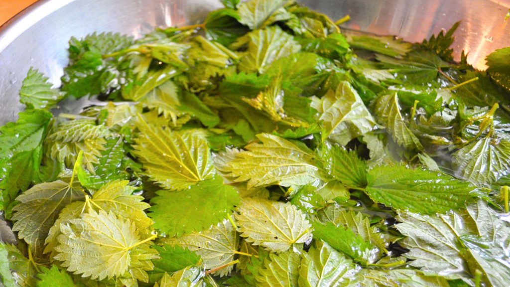 Çajrat Më Të Mirë Për Të Larguar Toksinat Nga Trupi - AgroWeb