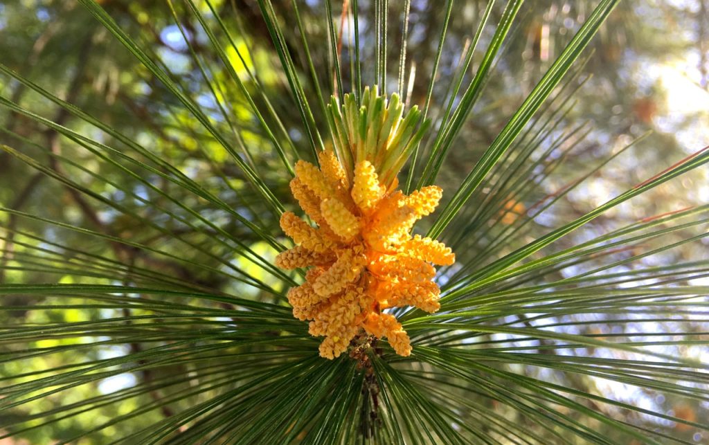 Shurupi Special i Luleve të Pishës - AgroWeb