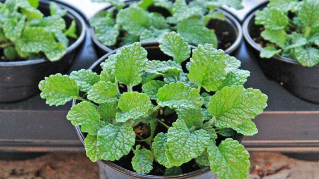 bime mjekesore - AgroWeb