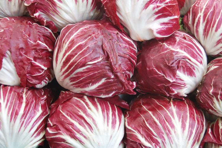 Bresa, Vlerat Unike të Lakrës Rradhiqe të Kuqe - AgroWeb