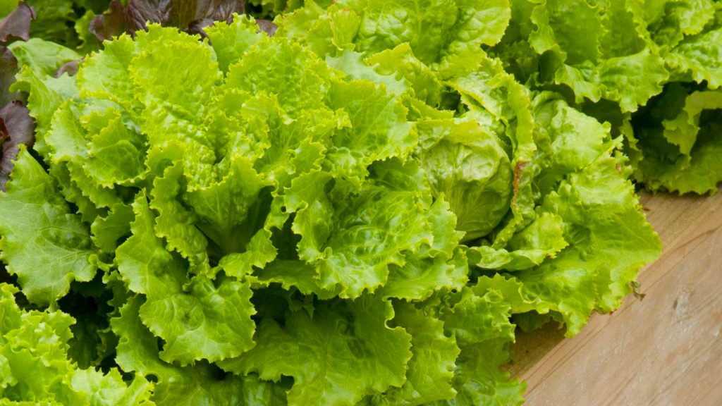 3 Llojet e Sallatës Jeshile - Vlerat e Panjohura të Tyre - AgroWeb