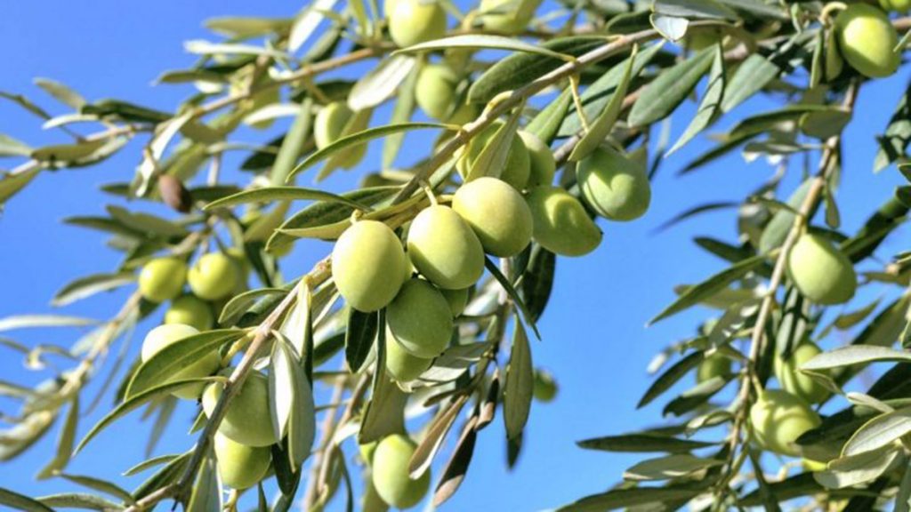Vaji i Ullirit Ekstra i Virgjër Si Qumështi i Nënës - Vetitë e Forta ...