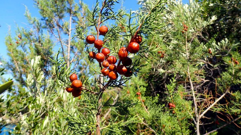 Në Natyrë - AgroWeb