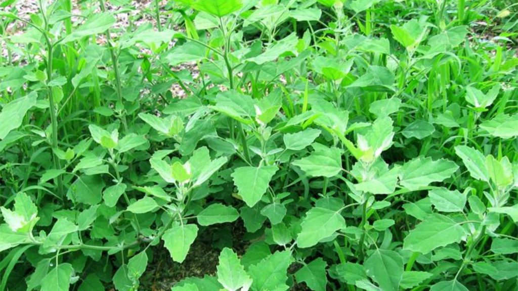 24 Bimët Magjike të Tokës Shqiptare - Zbuloni Llojet Mjekësore dhe ...