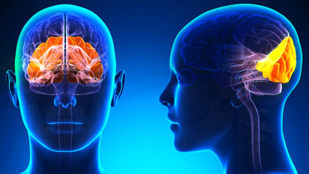 dhimbje koke - AgroWeb