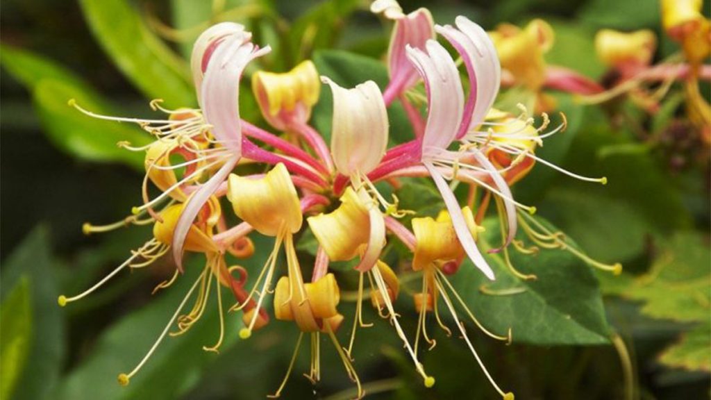 Dorëzonja, Lulja Mike e Organizmit dhe Shëndetit - AgroWeb