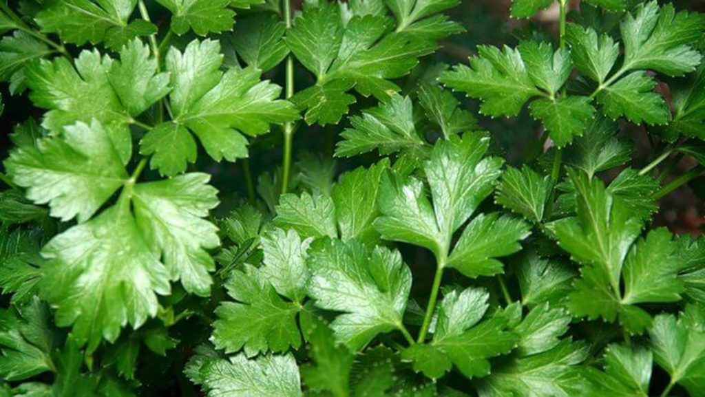 Majdanoz, Limon, Uthull Molle për Uljen e Peshës - AgroWeb