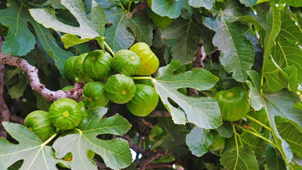 gjethe fiku - AgroWeb