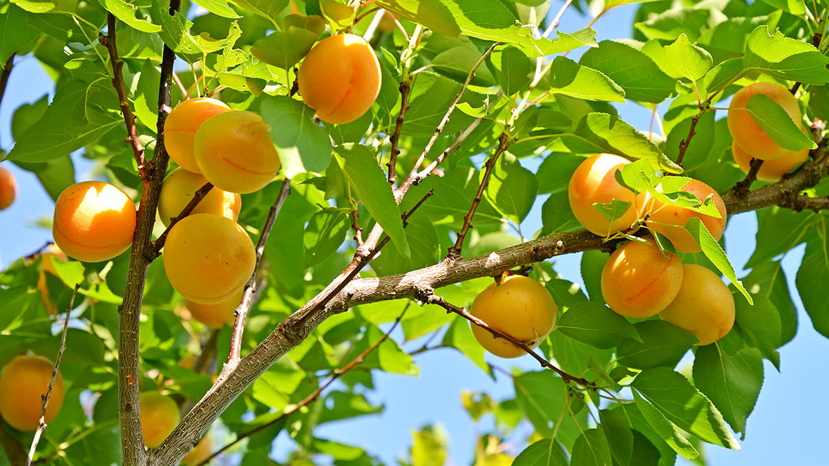 Kajsi Plot Bukuri - Mrekullitë Me Shije Të Pranverës Shqiptare - AgroWeb