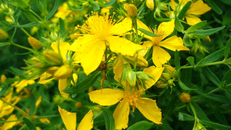 lule basani - AgroWeb