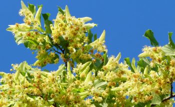 bime mjekesore - AgroWeb