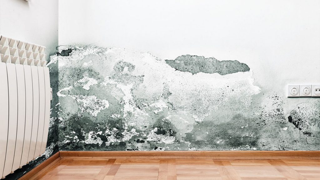 Ullinjtë Shekullor të Shqipërisë - Pema Frutore e Lashtësisë - AgroWeb