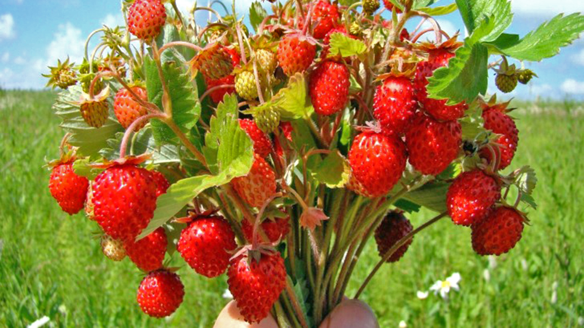Dredhëzat e Maleve të Pukës - Frutat e Ëmbla Plot Shije të Zanave - AgroWeb