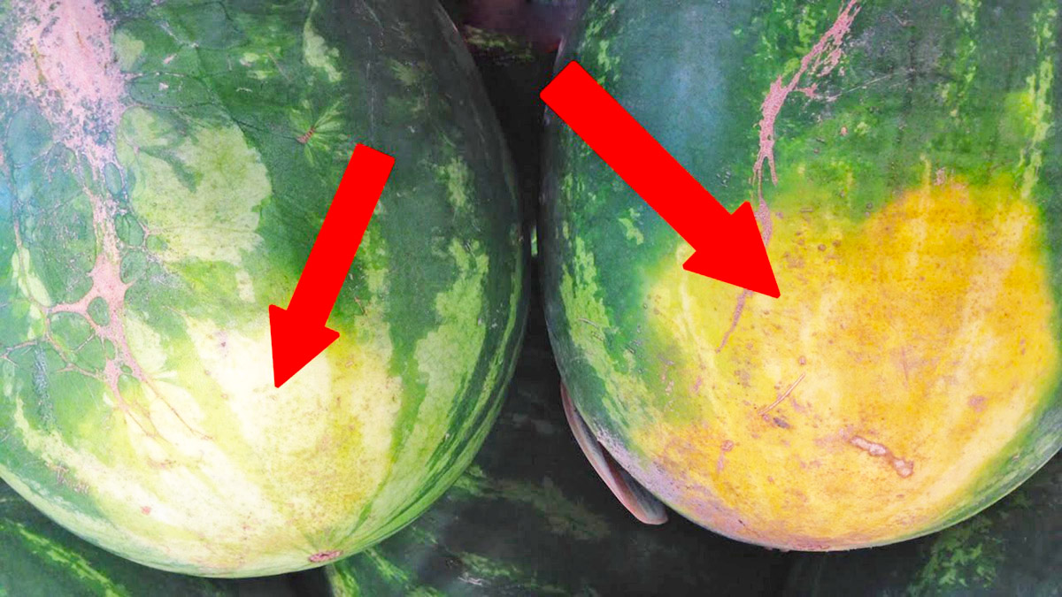 Pesë Këshilla si të Përzgjidhni Shalqinin Perfekt e të Ëmbël - AgroWeb