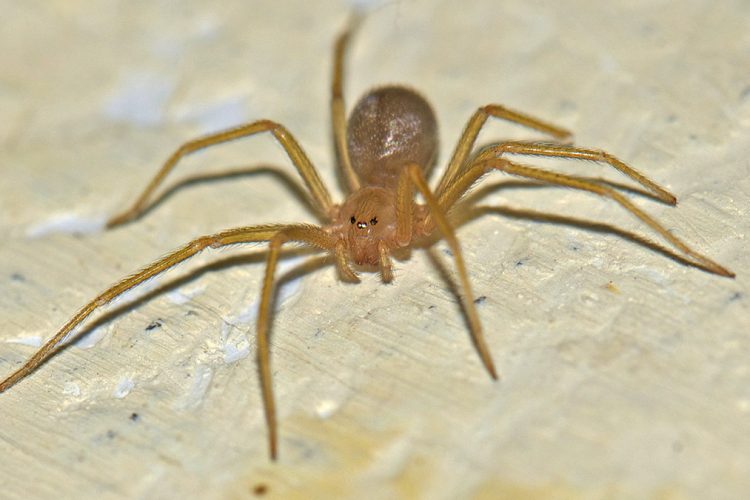 Alarmi i Merimangës Violinë, Shtohen Rastet e Pickimeve Helmuese - Ja ...