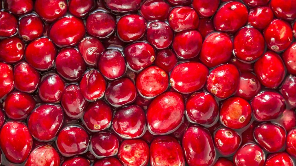 boronica e kuqe - AgroWeb