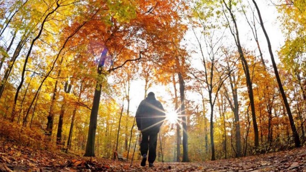 Trupi & Shëndeti - AgroWeb