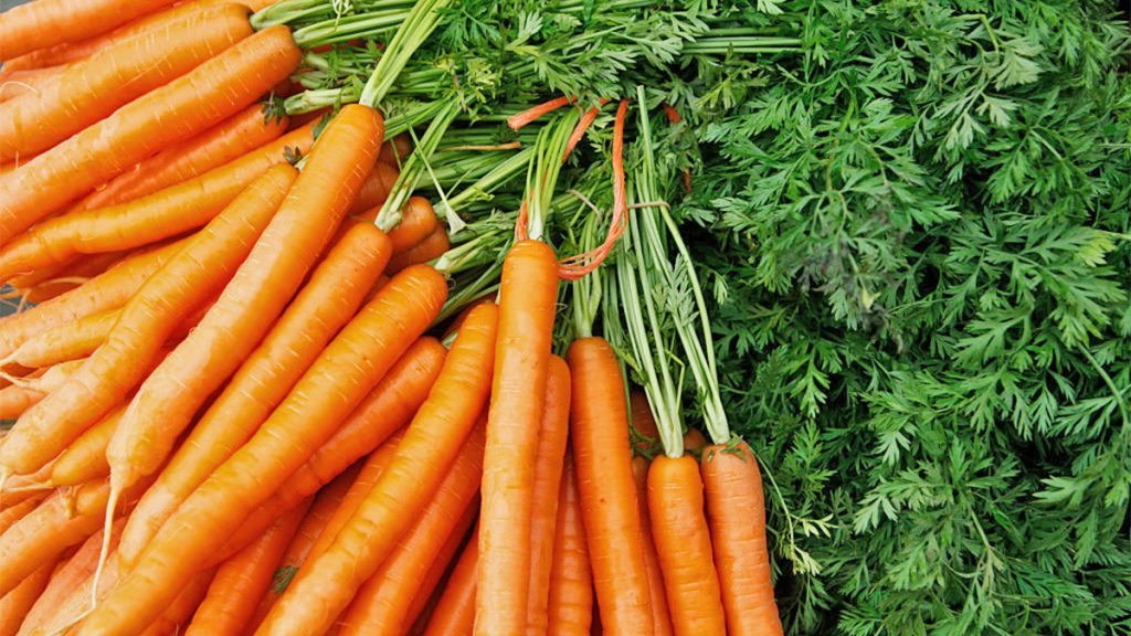 Barishtet e Karrotave për Zemrën, Veshkat dhe Kockat - AgroWeb