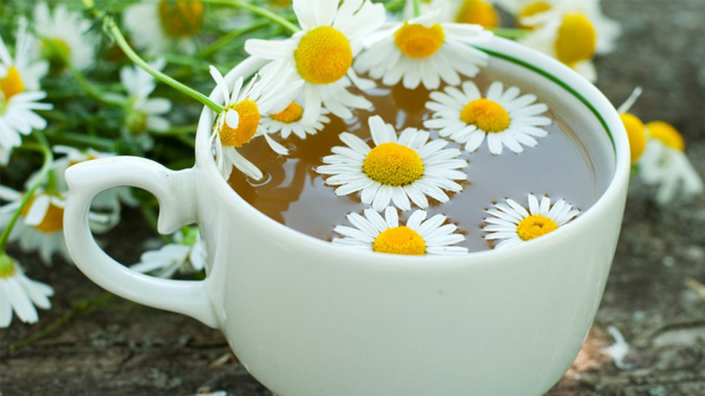 Kamomil i Ngrohtë me Mjaltë - Kura Ideale e Gjumit të Patrazuar - AgroWeb