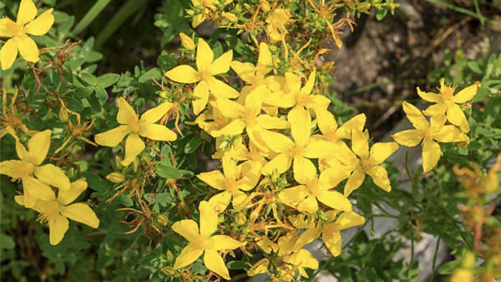 Lulja e Basanit - Balsami i Mrekullueshëm për Shëndetin dhe Gjithë ...